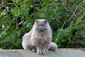 Blue Persian Cat Breed: Info, Pictures, Care & Facts - Fur-tales Blue ...